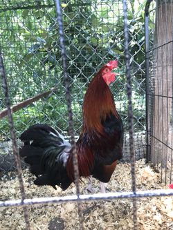 Roundhead Rooster