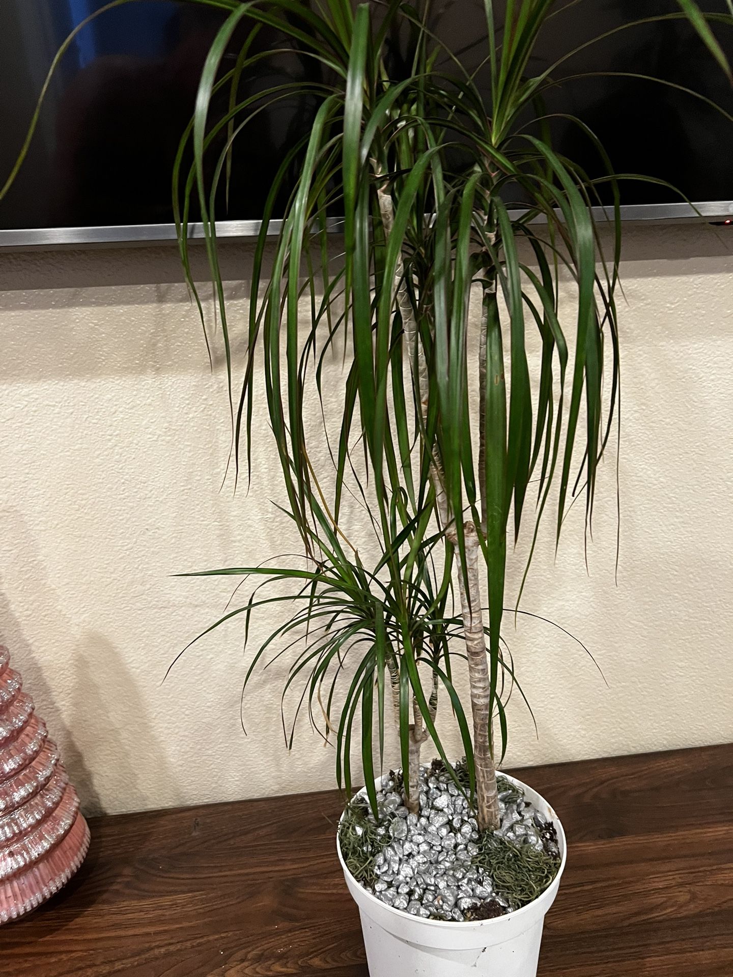 Natural Plant for Sale in Westminster, CA - OfferUp
