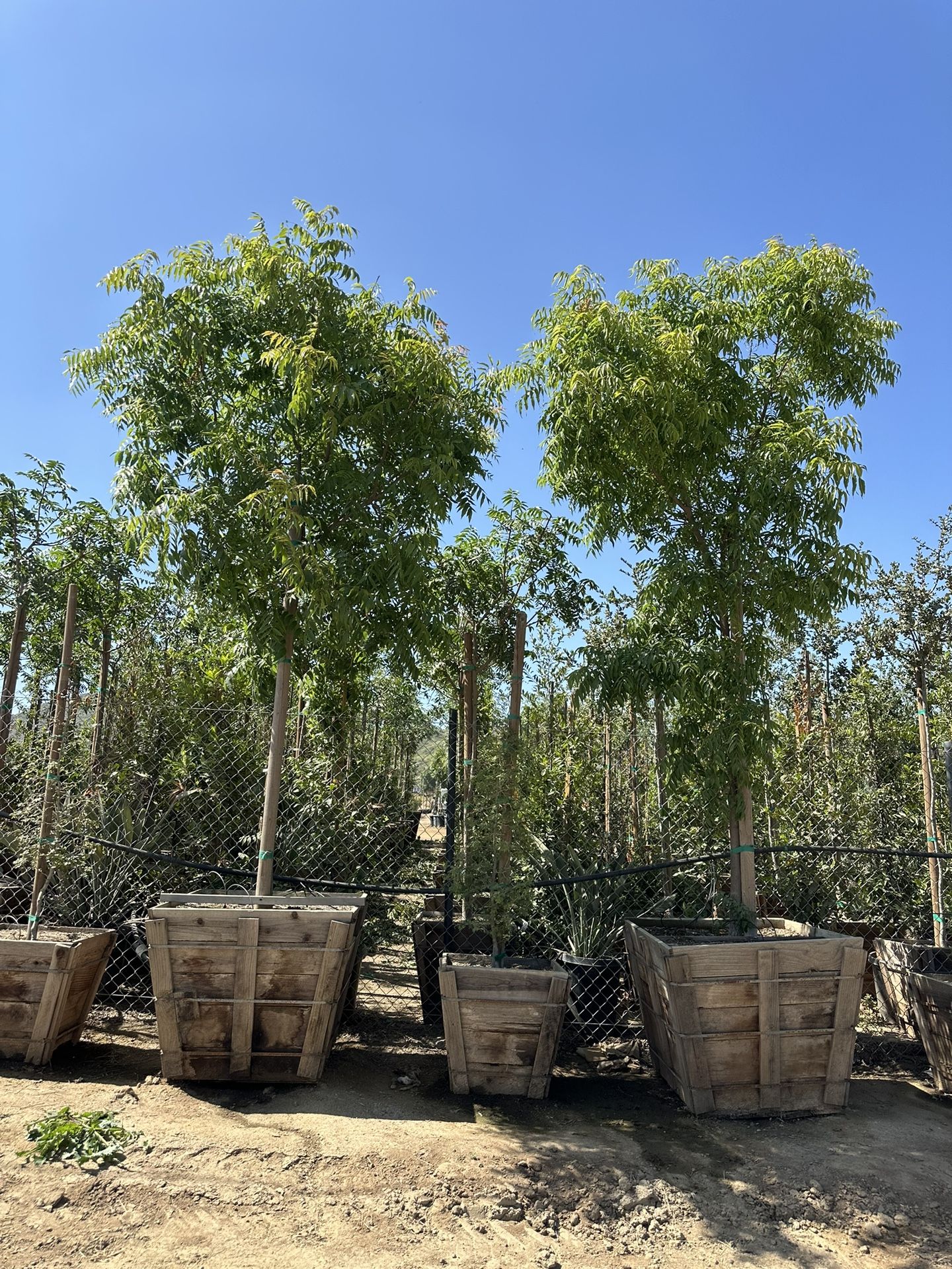 Chinese Pistache Tree 36” Box for Sale in Highland, CA - OfferUp