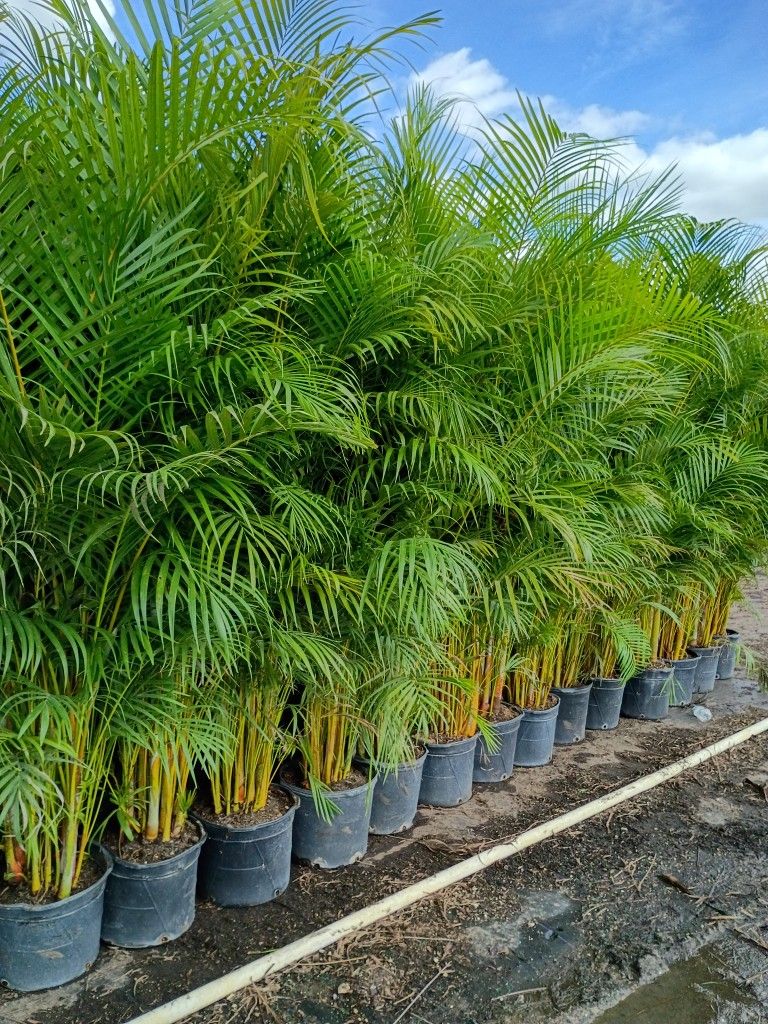 Huge Arecas About 7 Feet Tall Instant Privacy Hedge For Fence for Sale ...