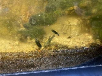 40 Gallon Breeder With Fish And Plants for Sale in Menifee, CA - OfferUp