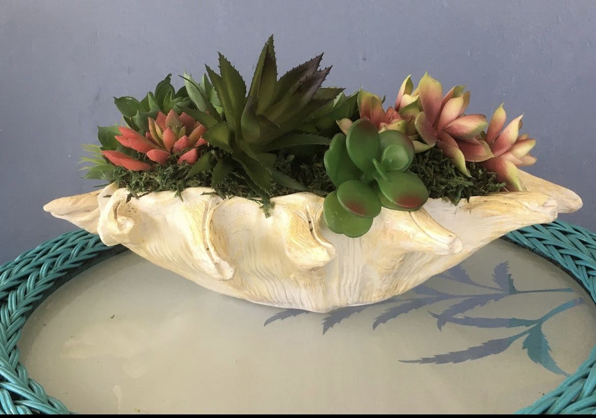 SALE !! Giant Clam Shell Succulent Centerpiece for Sale in Issaquah, WA ...