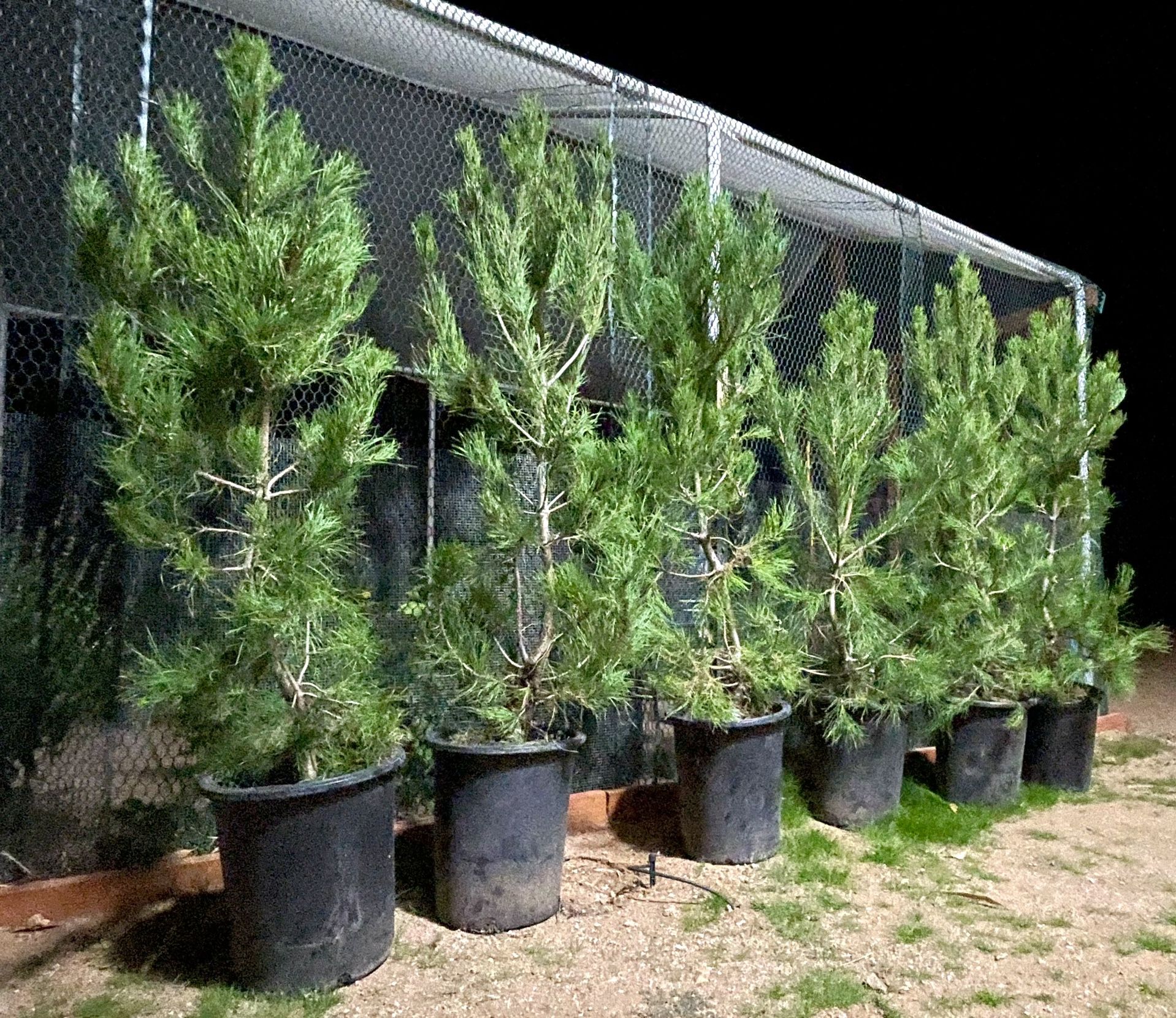 Desert Pine Trees - Approx 4.5-5 Feet Tall In Pot - Superb desert pine ...