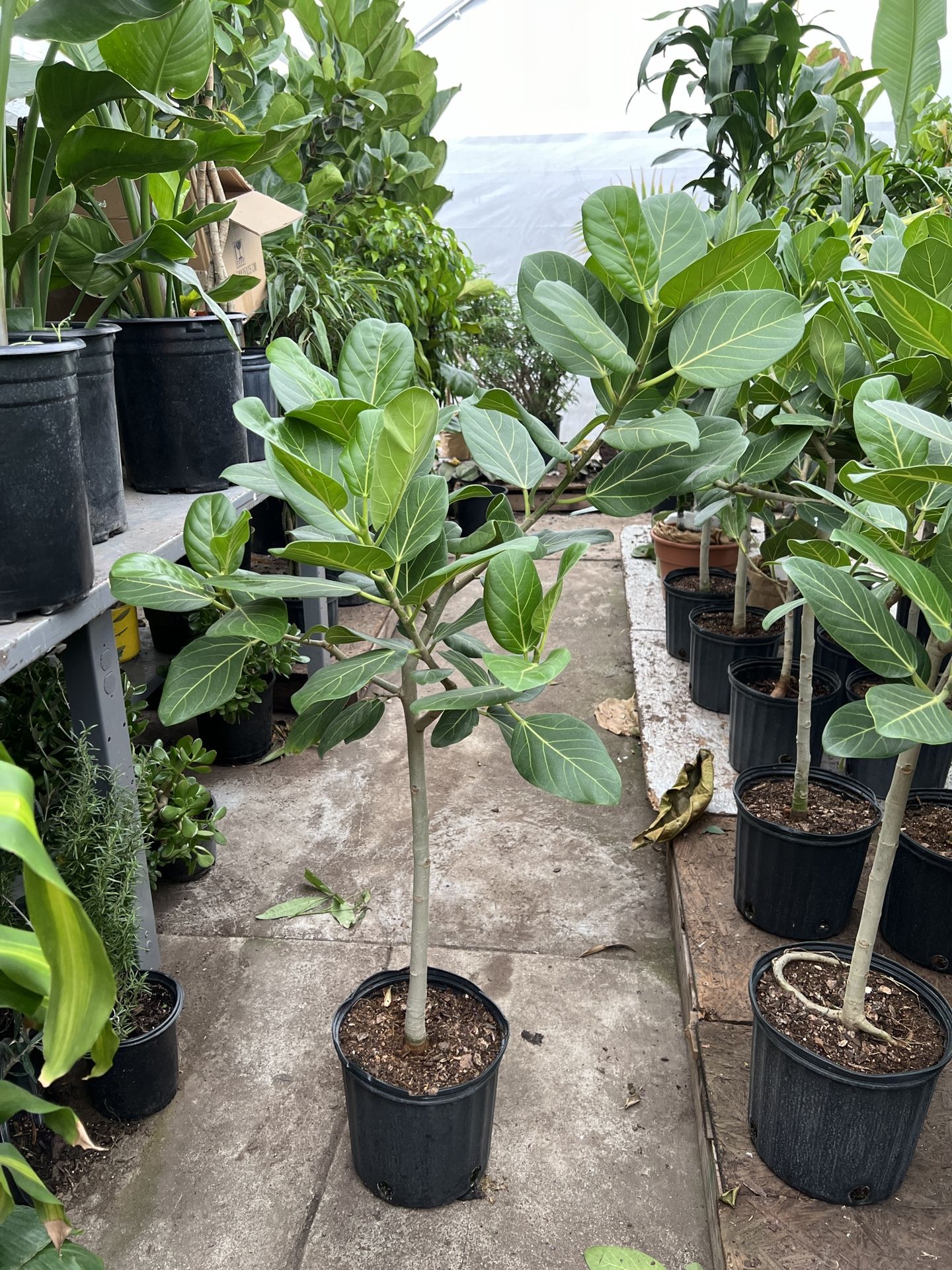 New ficus Audrey Tree Plant for Sale in Los Angeles, CA - OfferUp