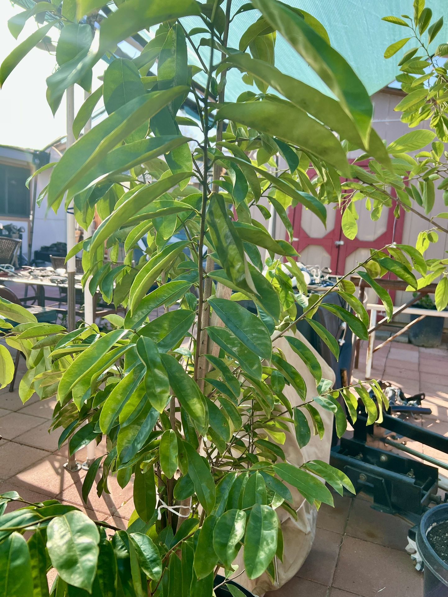 Guanabana / Guyabano/Soursop Tree 7ft. Tall for Sale in Rancho Cordova ...