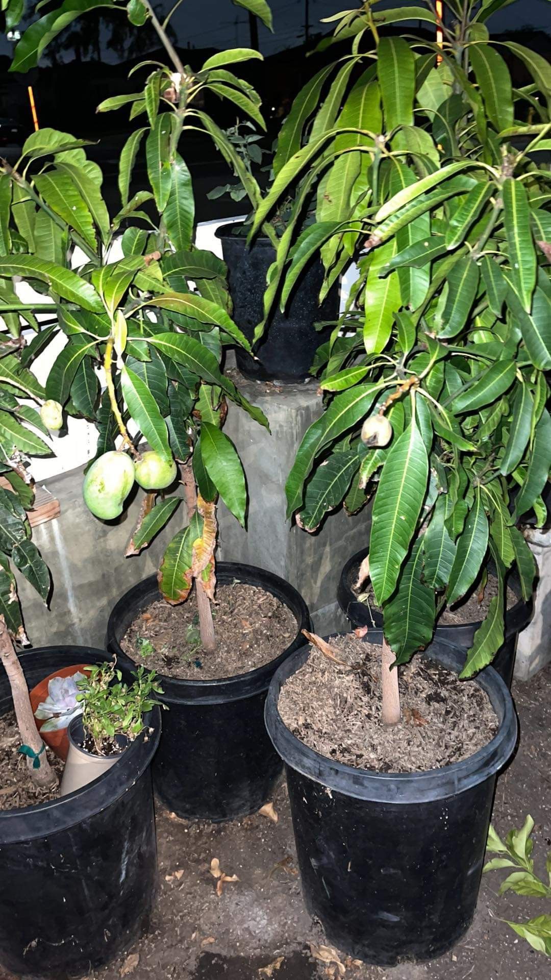 15g Semi Dwarf Mango Corriente(Criollo) for Sale in Gardena, CA - OfferUp