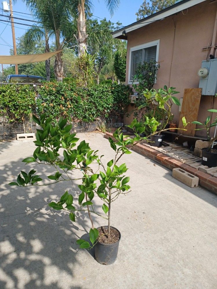 What’s the difference between a meyer lemon tree and a eureka lemon ...