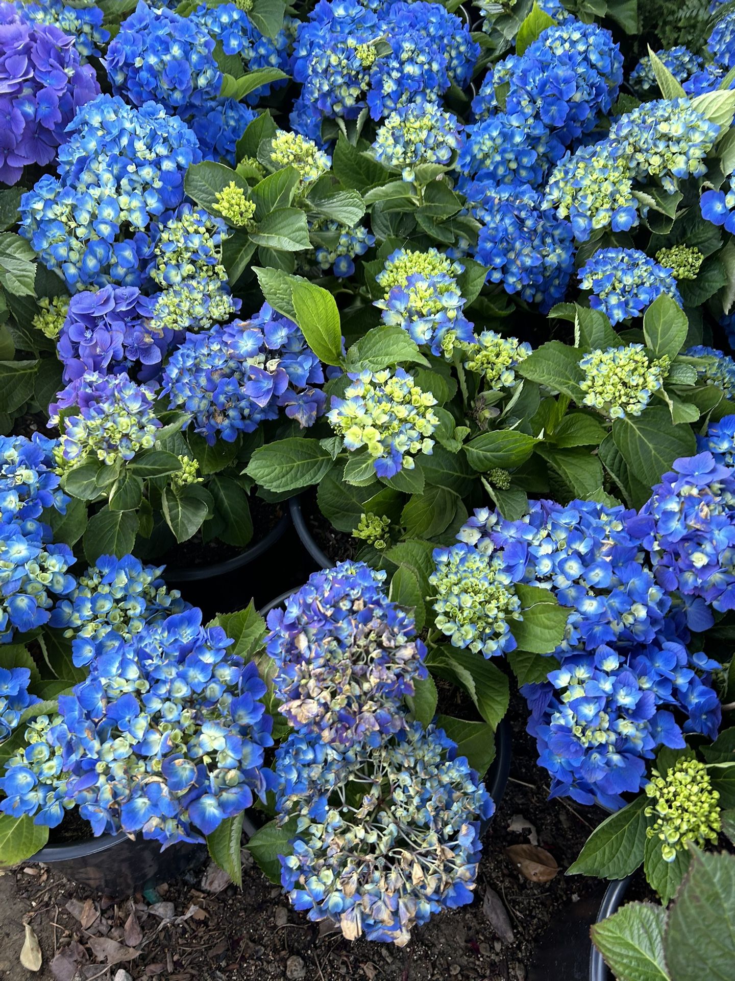 Hydrangeas for Sale in Moreno Valley, CA - OfferUp