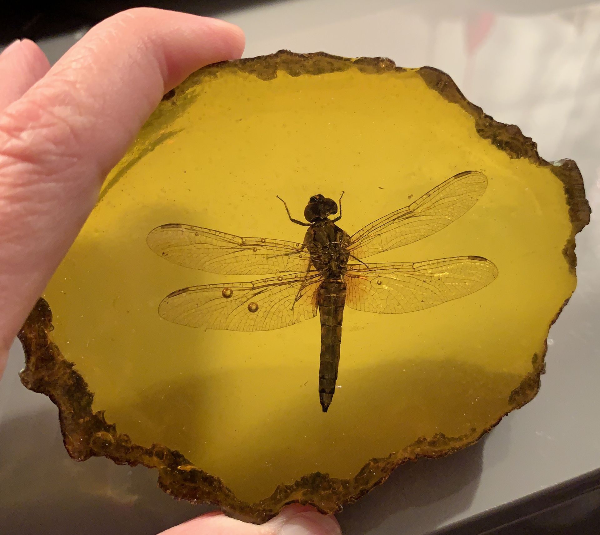 Real Dragonfly