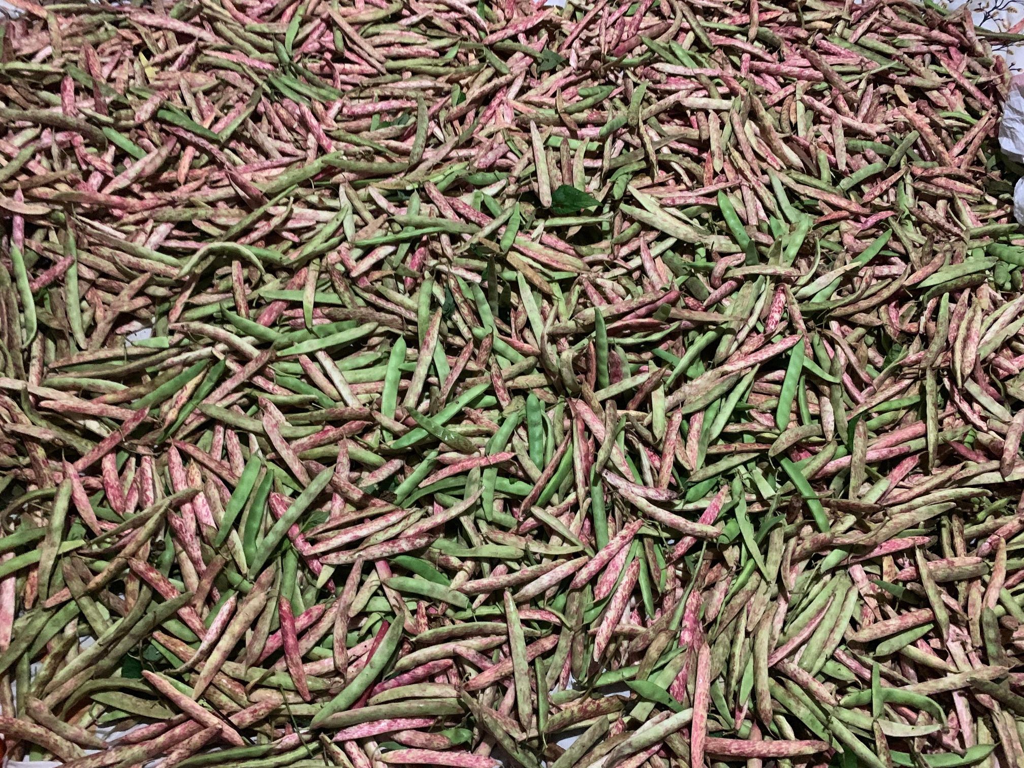 Beans Busket Small for Sale in Port St. Lucie, FL - OfferUp