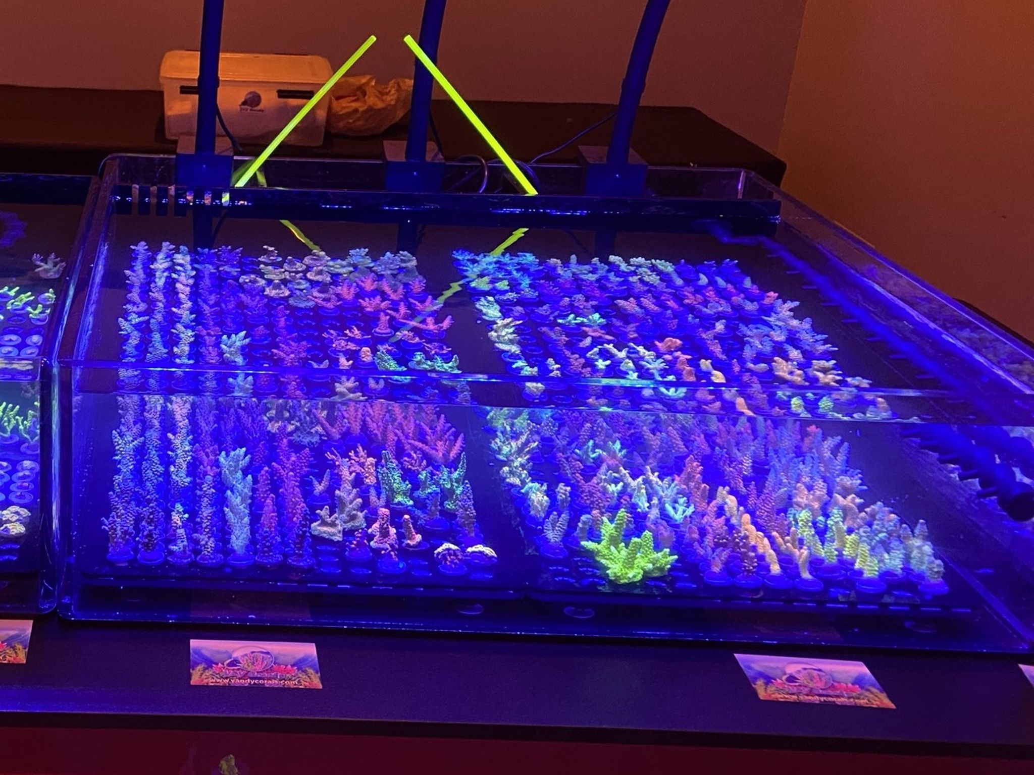 Acrylic frag tank like new Saltwater SPS acros Corals frags Aquarium ...