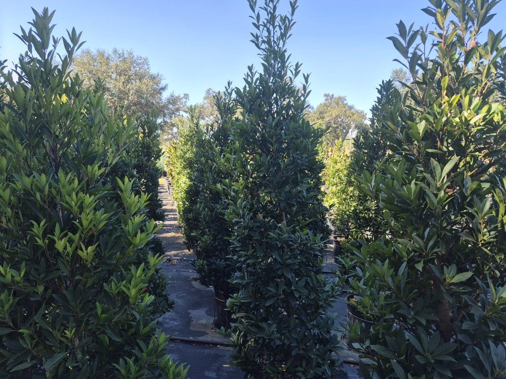 Japanese blueberry trees, eight foot tall, delivered and planted for ...