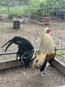 Grey Hatch Gamefowl