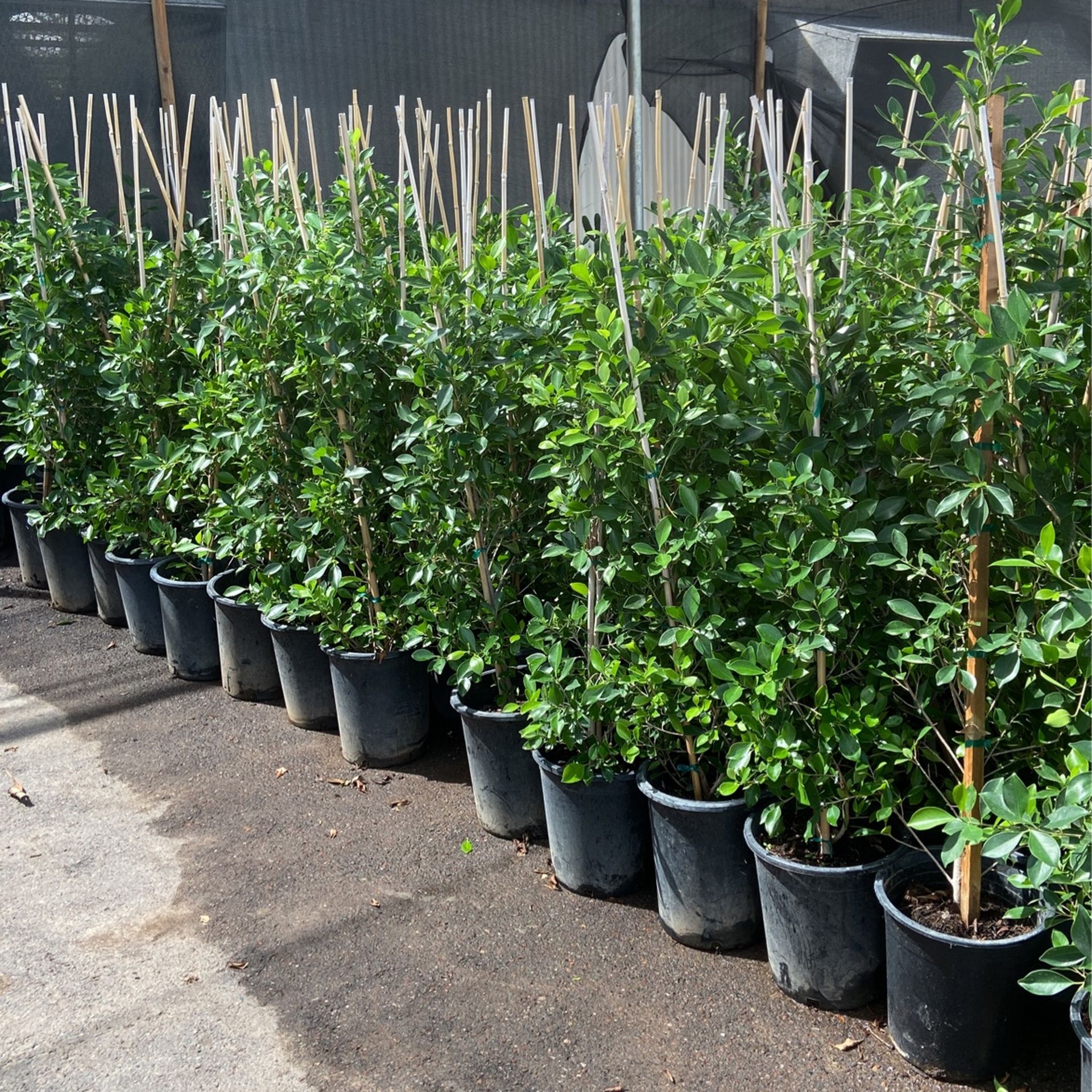 5gallon Ficus Nítida Columns for Sale in Phoenix, AZ - OfferUp