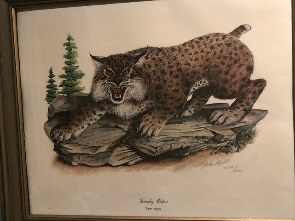 Kentucky Wildcat Print by Mike Reynolds Limited Edition, Signed/No ...