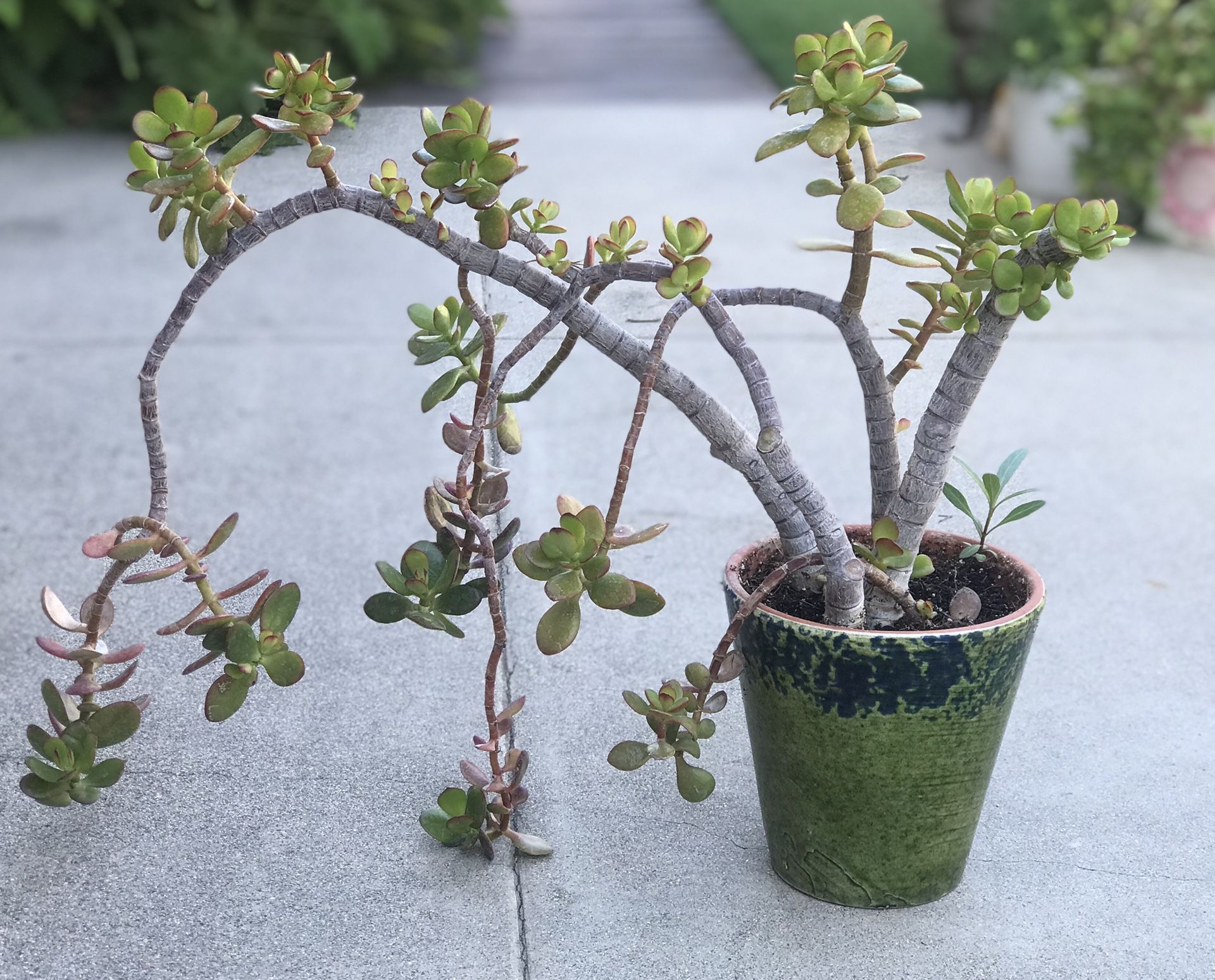 $16 Jade Plant, Droopy Bonsai Jade Plant for Sale in La Habra Heights ...