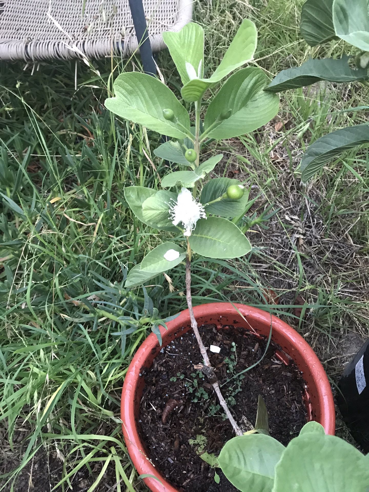 Seedless guava tree for Sale in San Gabriel, CA - OfferUp