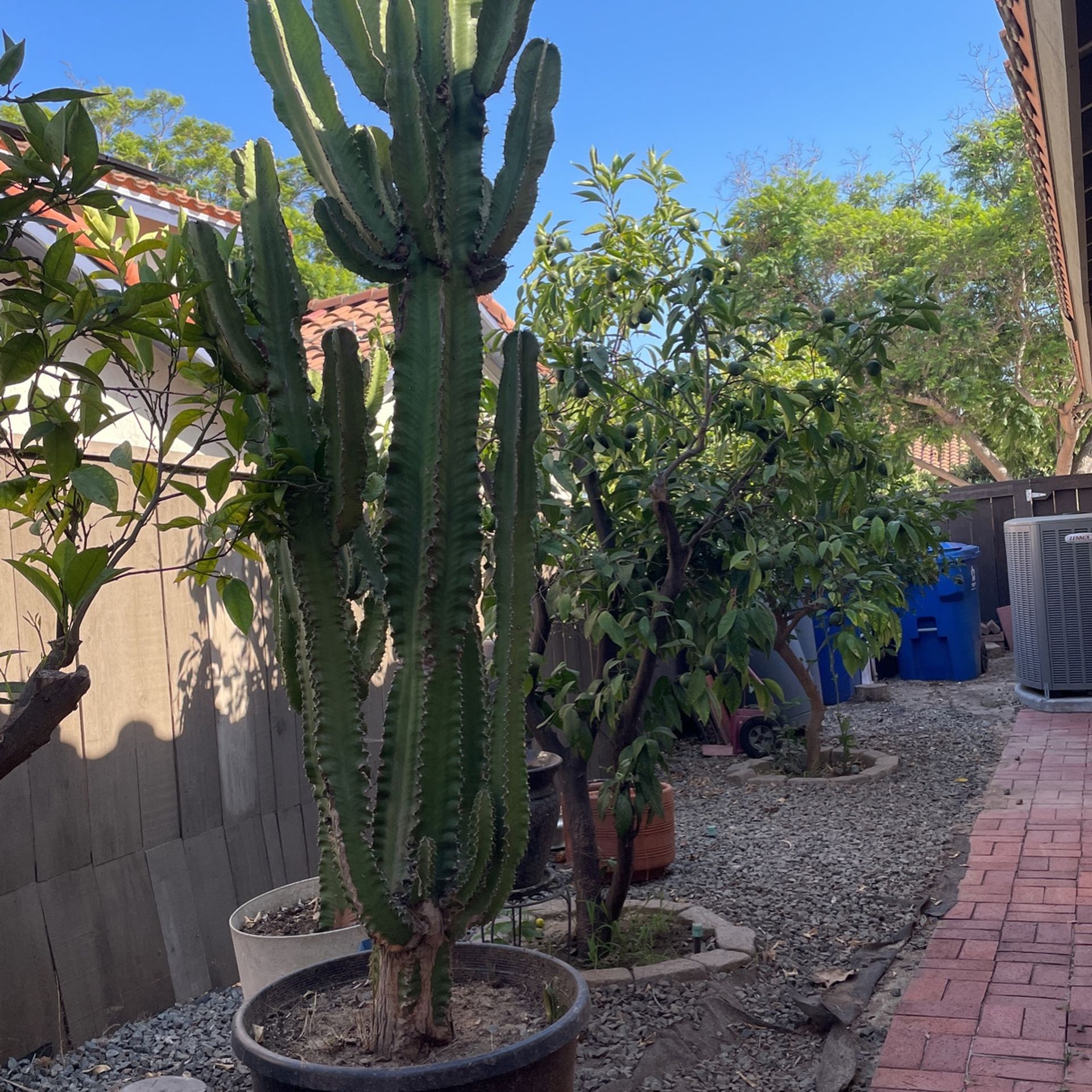 Euphorbia Ingens, Candelabra tree / Cacti / Cactus / Modern / Plant for ...