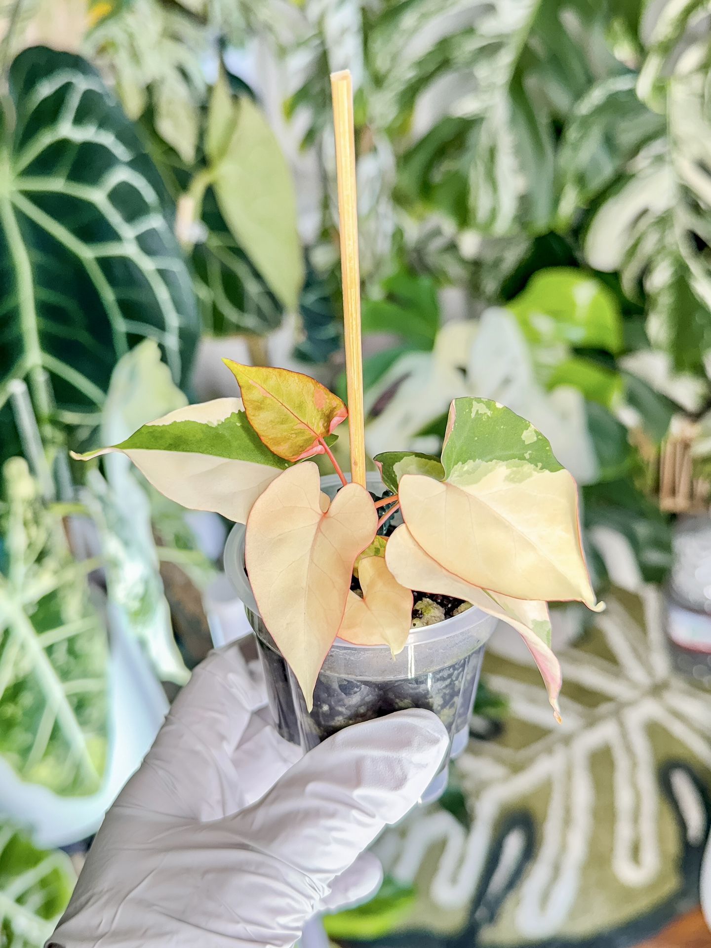 Fallopia Multiflora variegated for Sale in Anaheim, CA - OfferUp