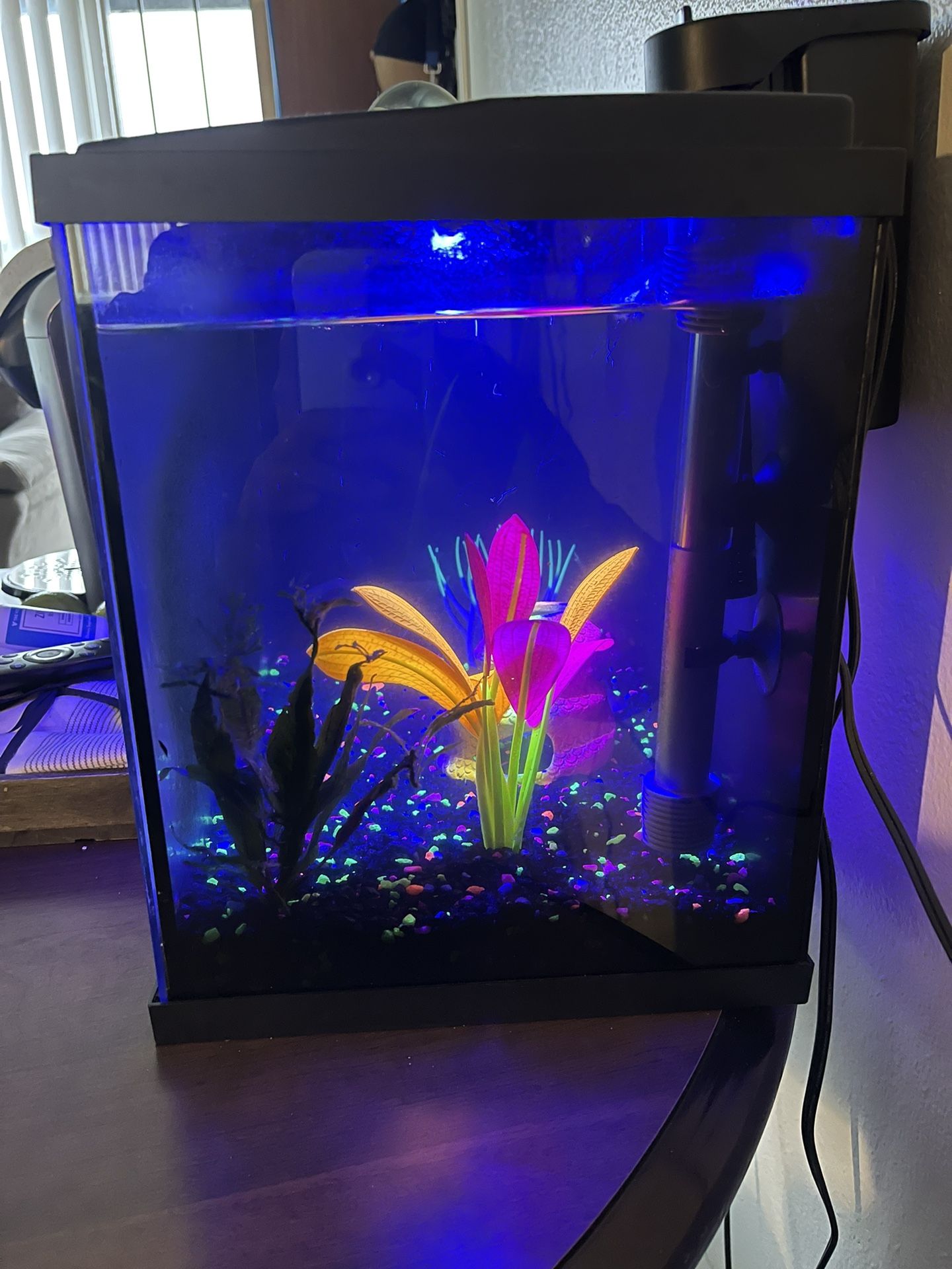 Glofish 10 Gallon Tank