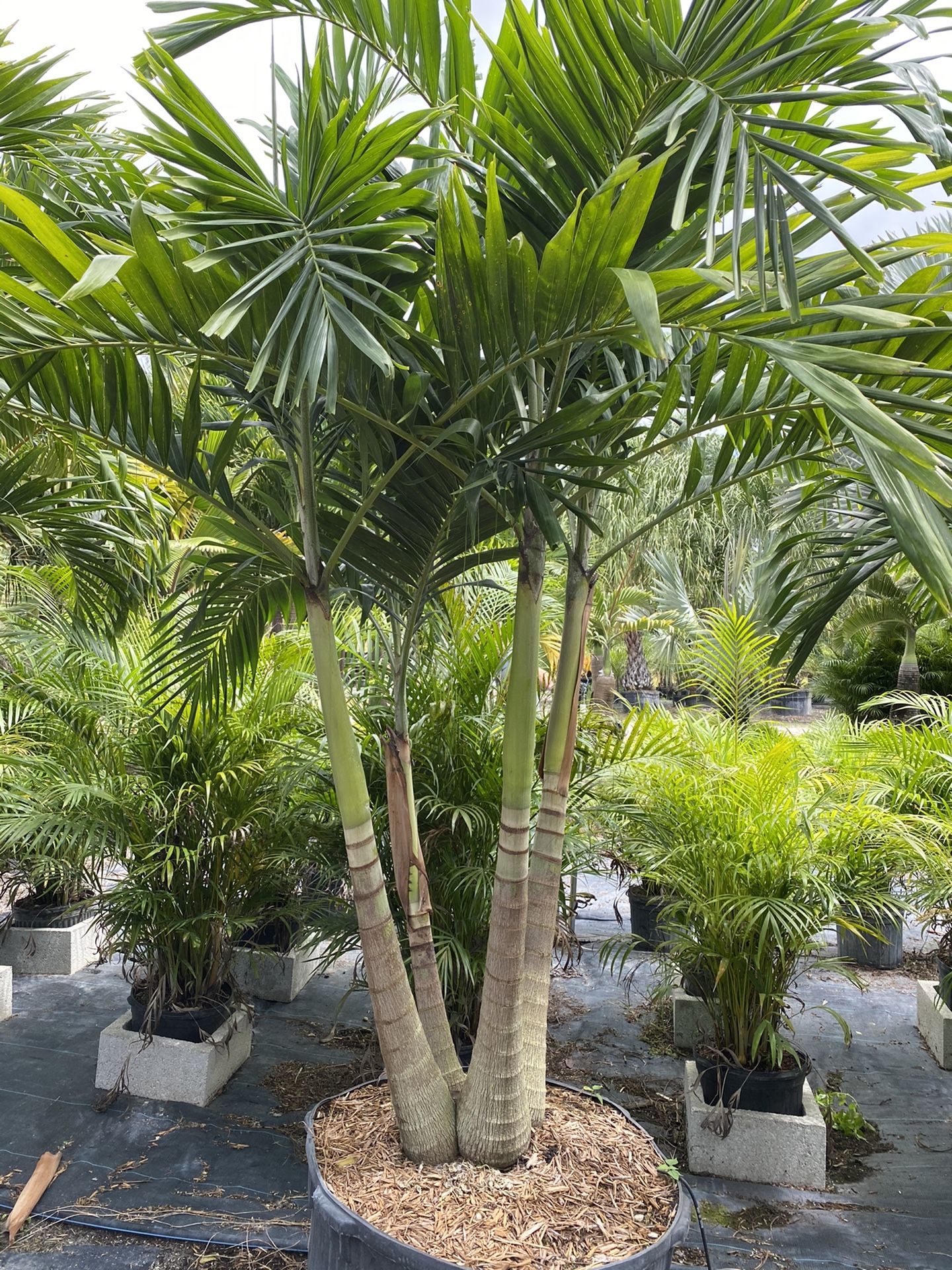 Christmas palms for Sale in Port St. Lucie, FL - OfferUp