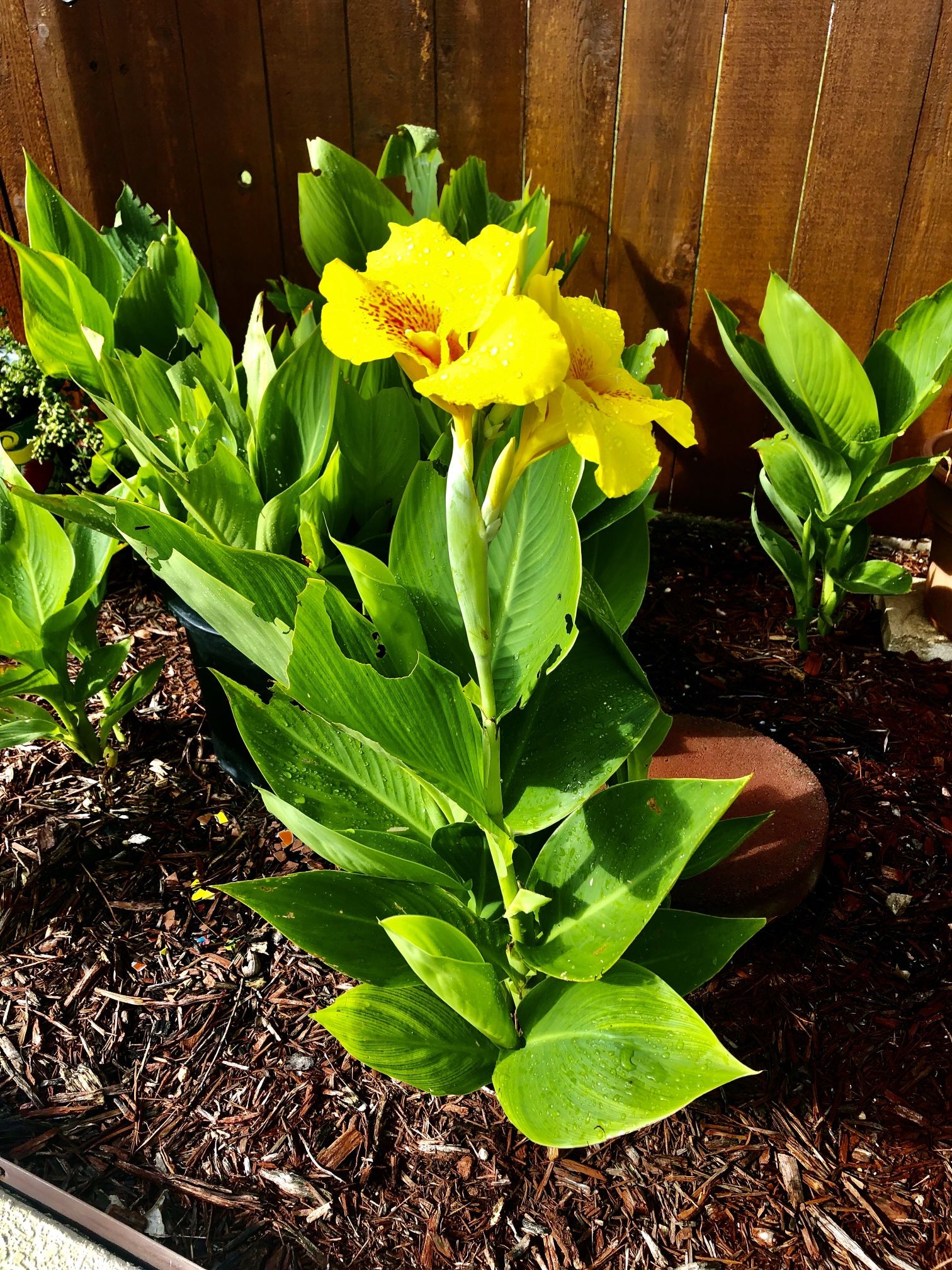 Yellow Canna Lillies / Coyoles Plants for Sale in San Antonio, TX - OfferUp