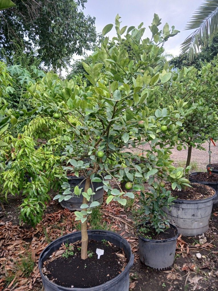Large Key Lime Fruit Tree Producing Fruit $200 for Sale in Miami, FL ...