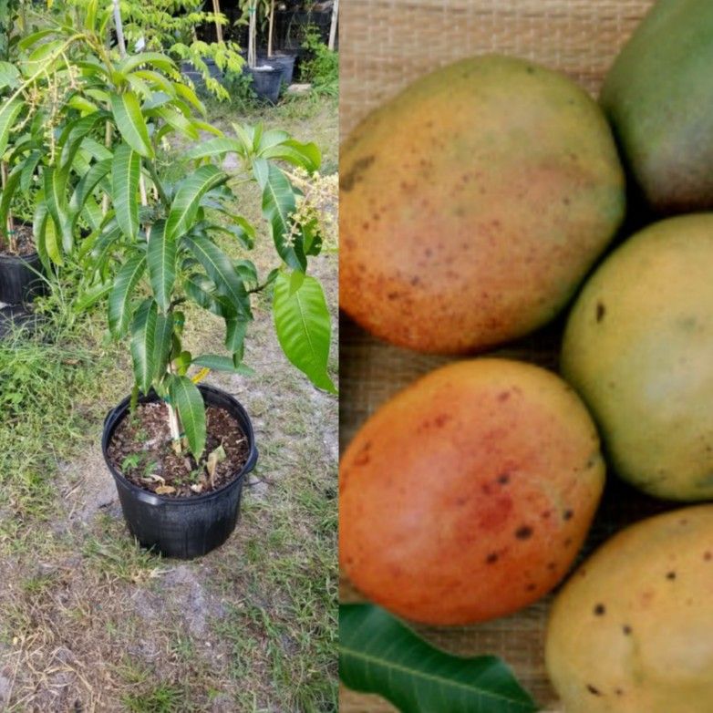 Dwarf Mango Tree