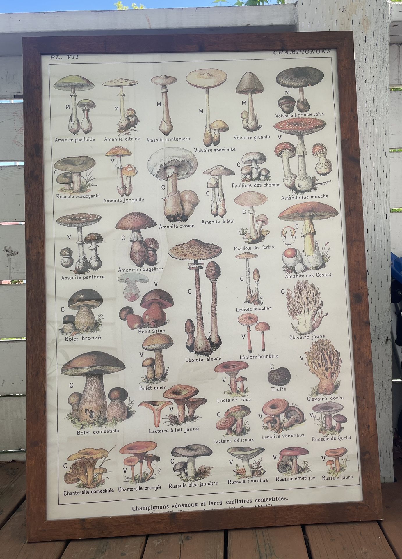 Framed Vintage French Mushroom Chart – “Champignons” for Sale in ...