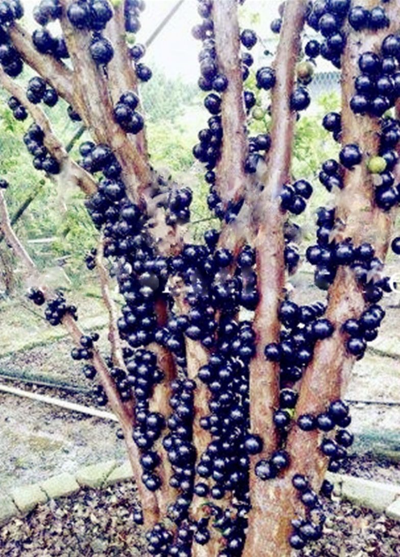 Jaboticaba Seeds