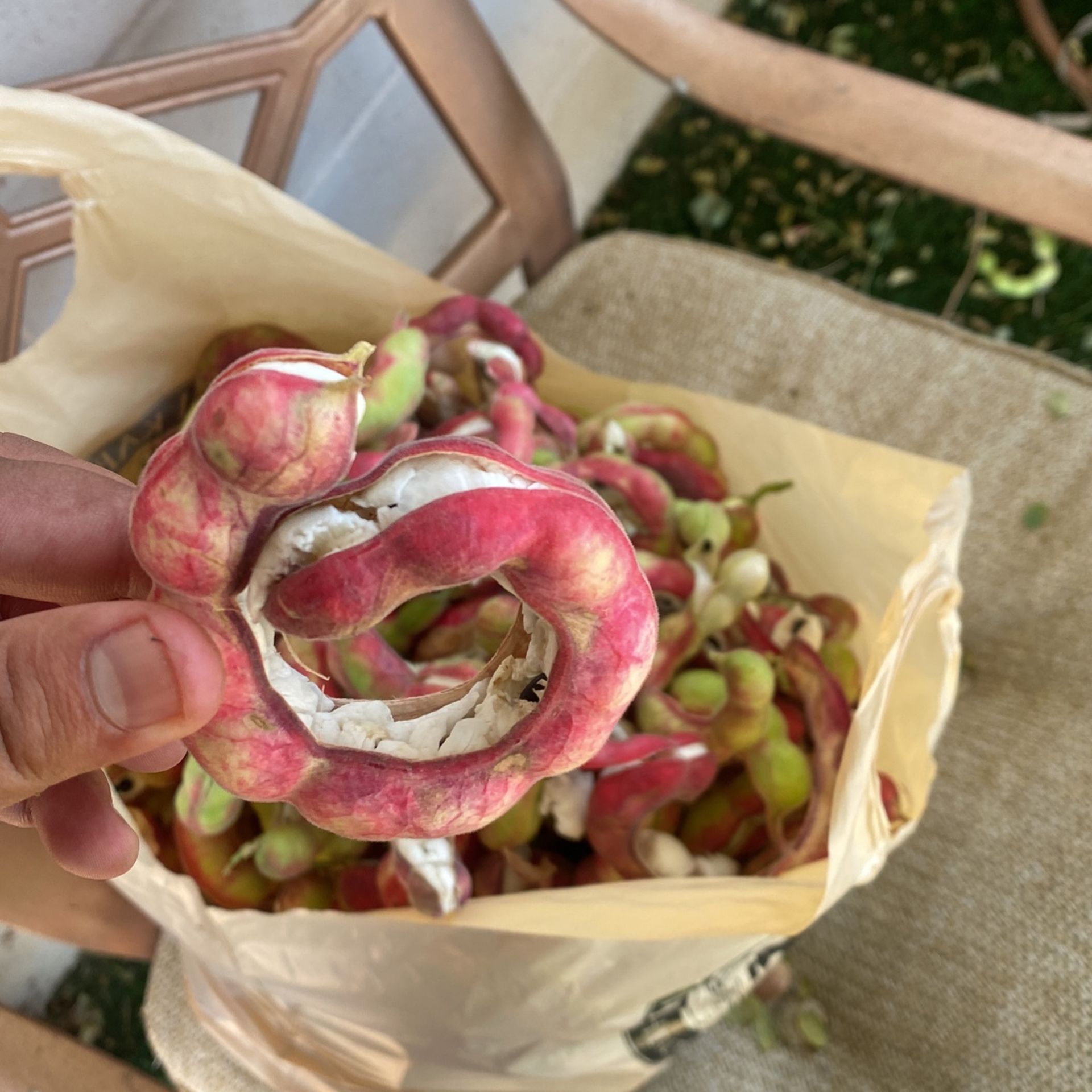 Guamúchiles / Pinzanes for Sale in Riverside, CA - OfferUp