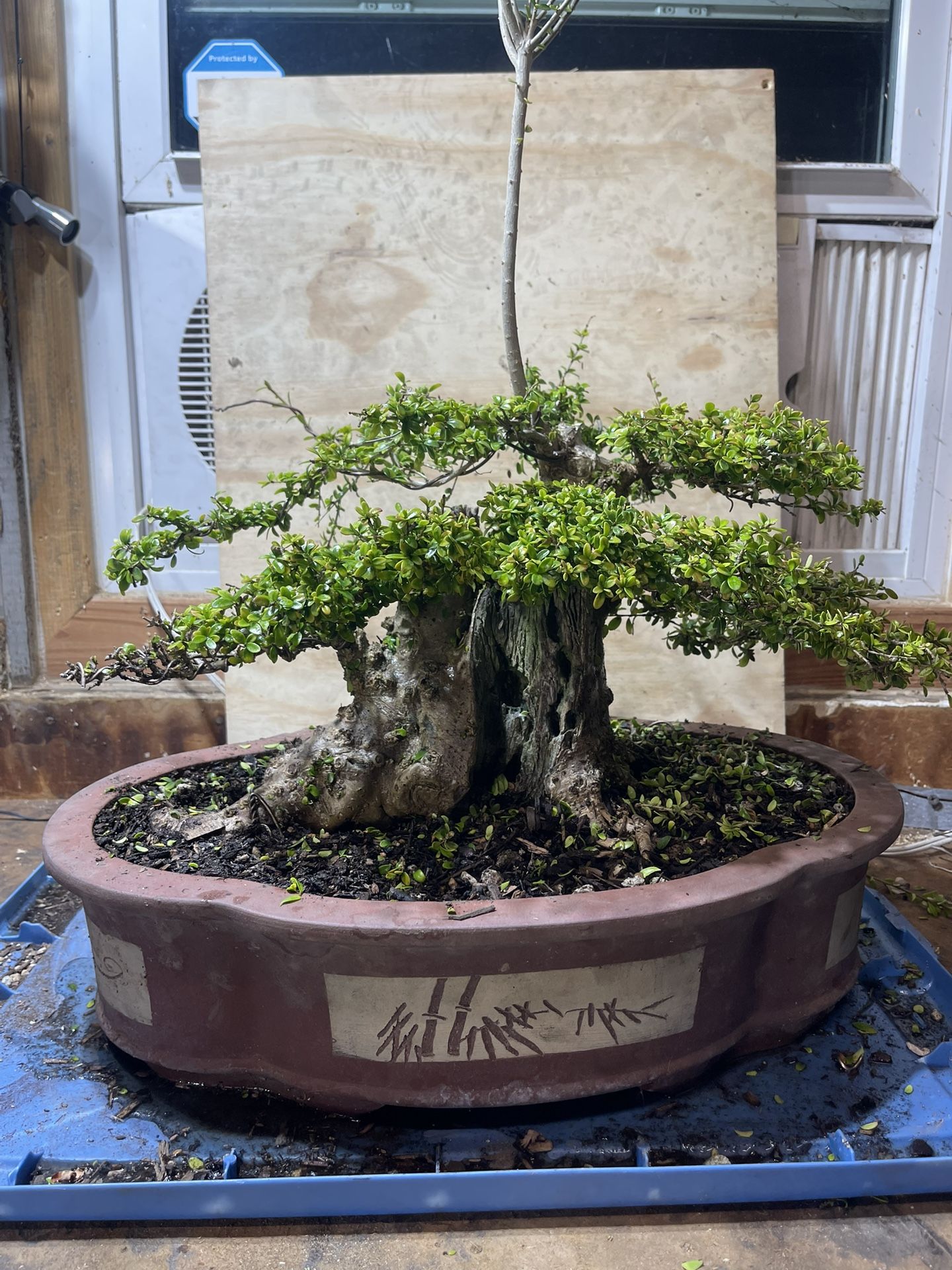 Huge Nia Bonsai Tree for Sale in Whittier, CA - OfferUp