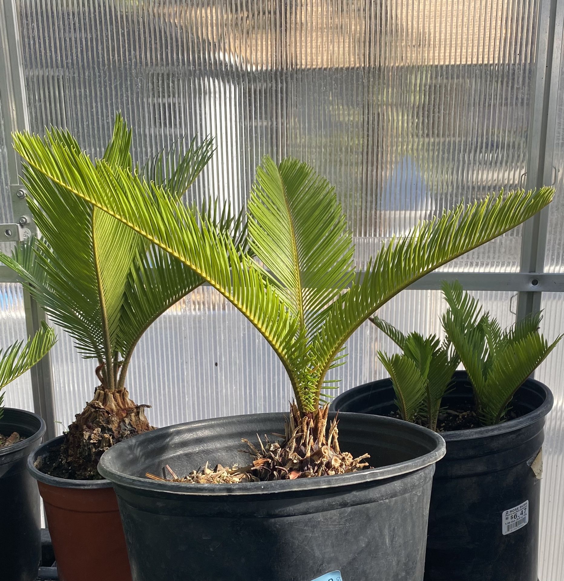 Sago Palm Plant For Sale – Cycas Revoluta Various Sizes – ITVQ