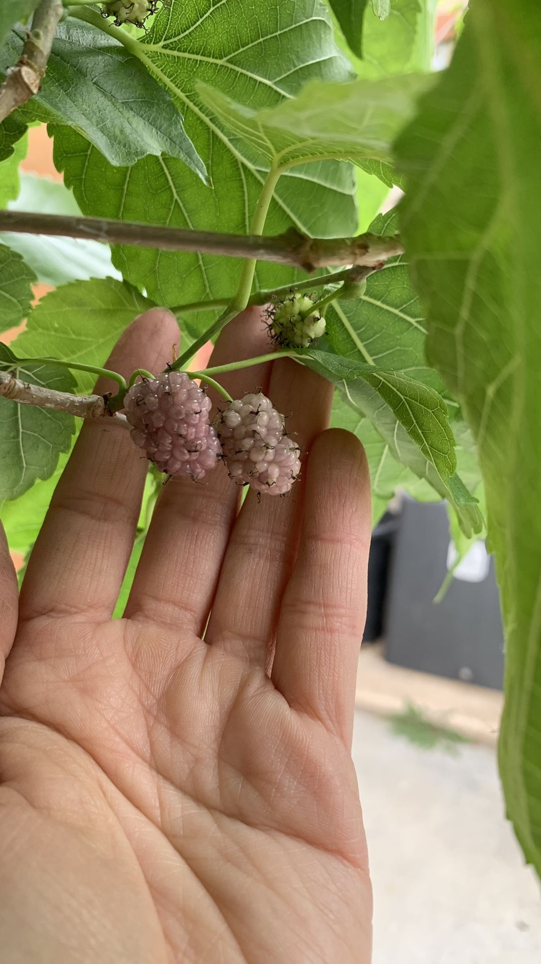 White Mulberry Trees