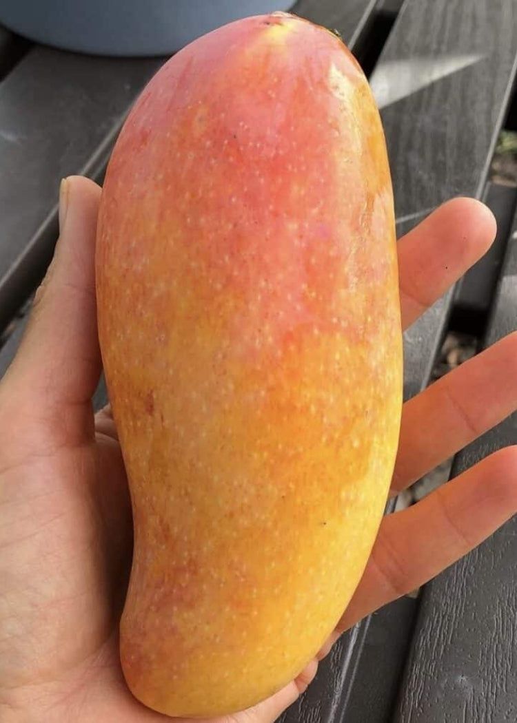 Mango Trees For Sale for Sale in Riverside, CA - OfferUp