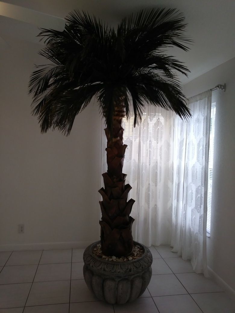 Indoor 10 ft tree for Sale in West Palm Beach, FL - OfferUp