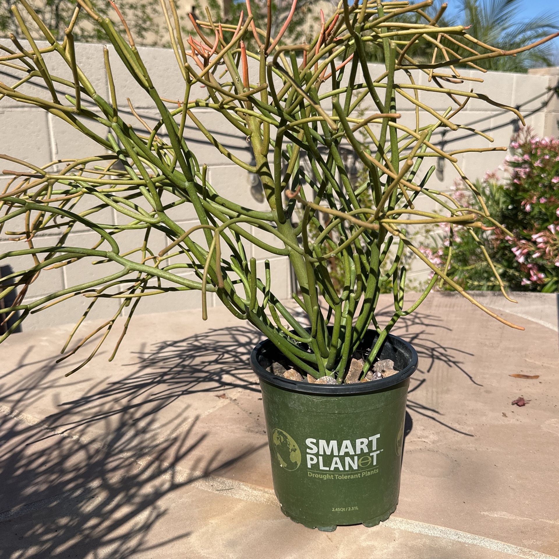 15 inch tall Rooted fire stick plant for Sale in Chandler, AZ - OfferUp