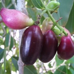 Duhat Fruit