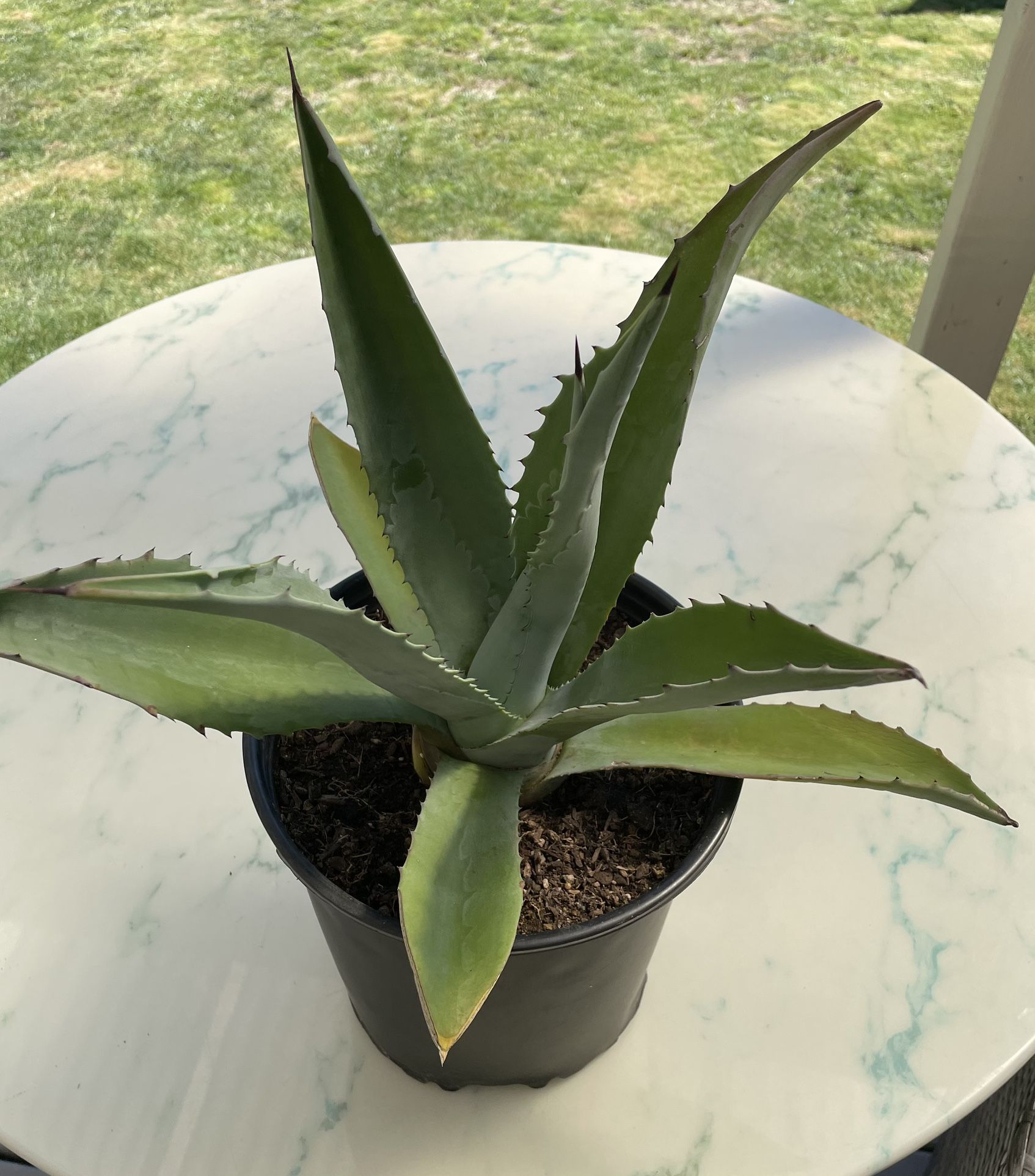 Blue American Agave Plant ‘Big Blue’ (Indoor / Outdoor Live Plant) for ...