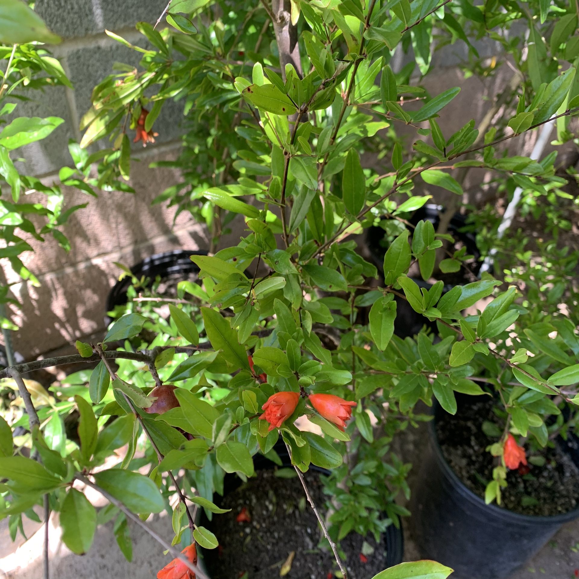 Dwarf pink pomegranate tree Granada fruit tree unique compact plant for ...