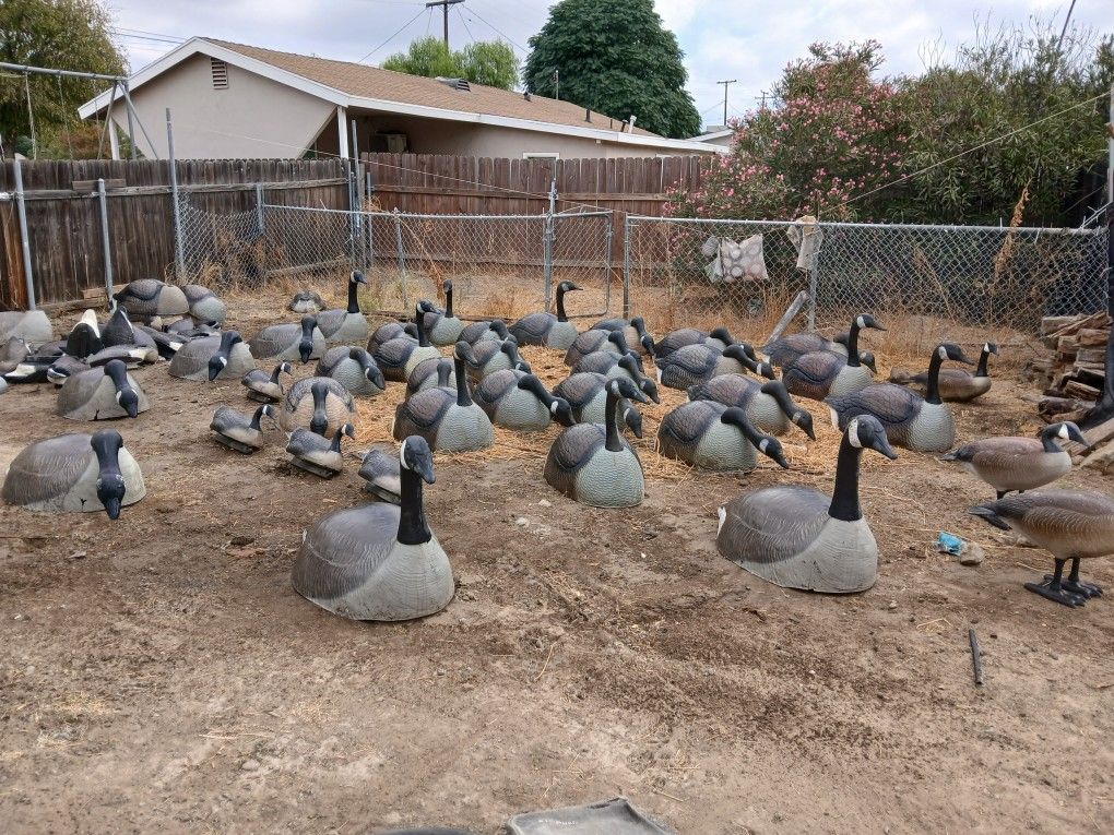 72 Reg Honker Shells And 47 Magnum Goose Decoys for Sale in Hemet, CA ...