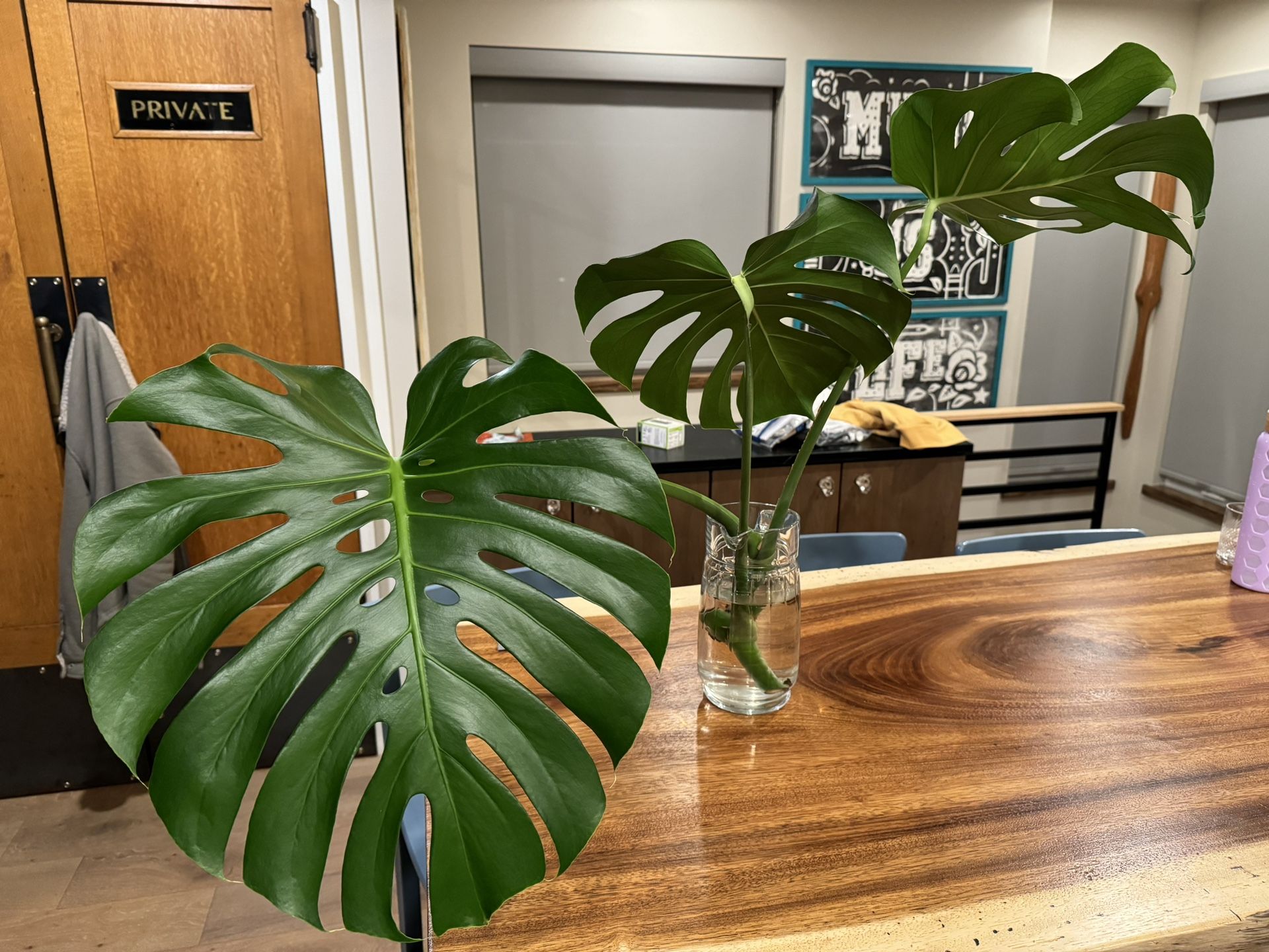 Monstera - Large Healthy Mature Stalks for Sale in Seattle, WA - OfferUp