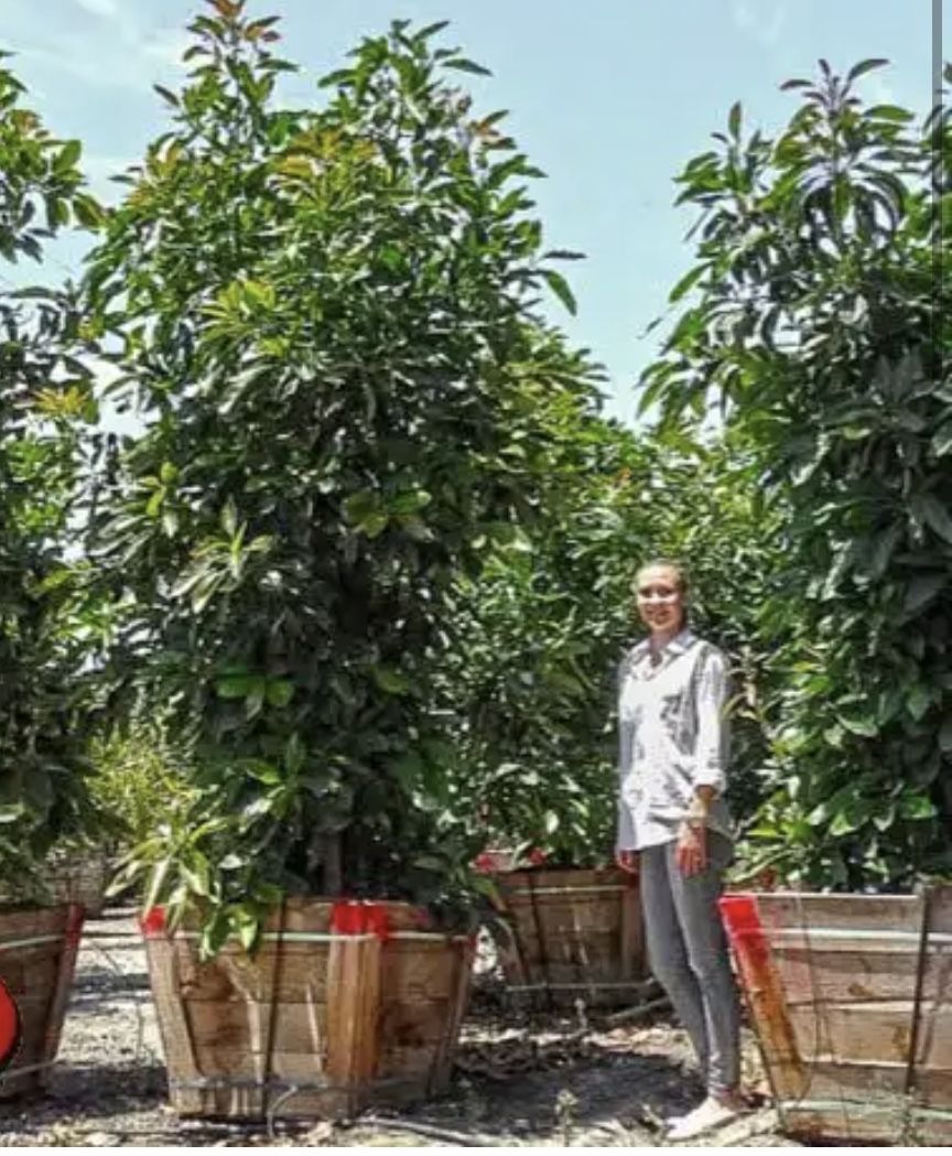 Giant Avocado Trees For Sale for Sale in Norco, CA - OfferUp