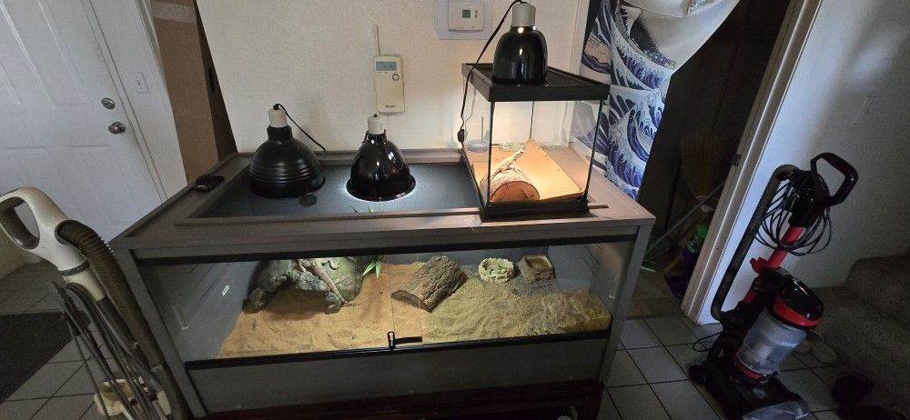 2 Beardies + Accessories for Sale in San Diego, CA - OfferUp