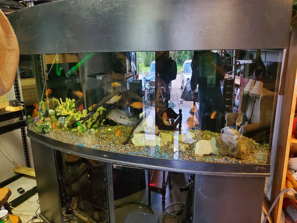180 GALLON OCEANIC BOW FRONT AQUARIUM FOR SALE WITH STAND AND CANOPY ...