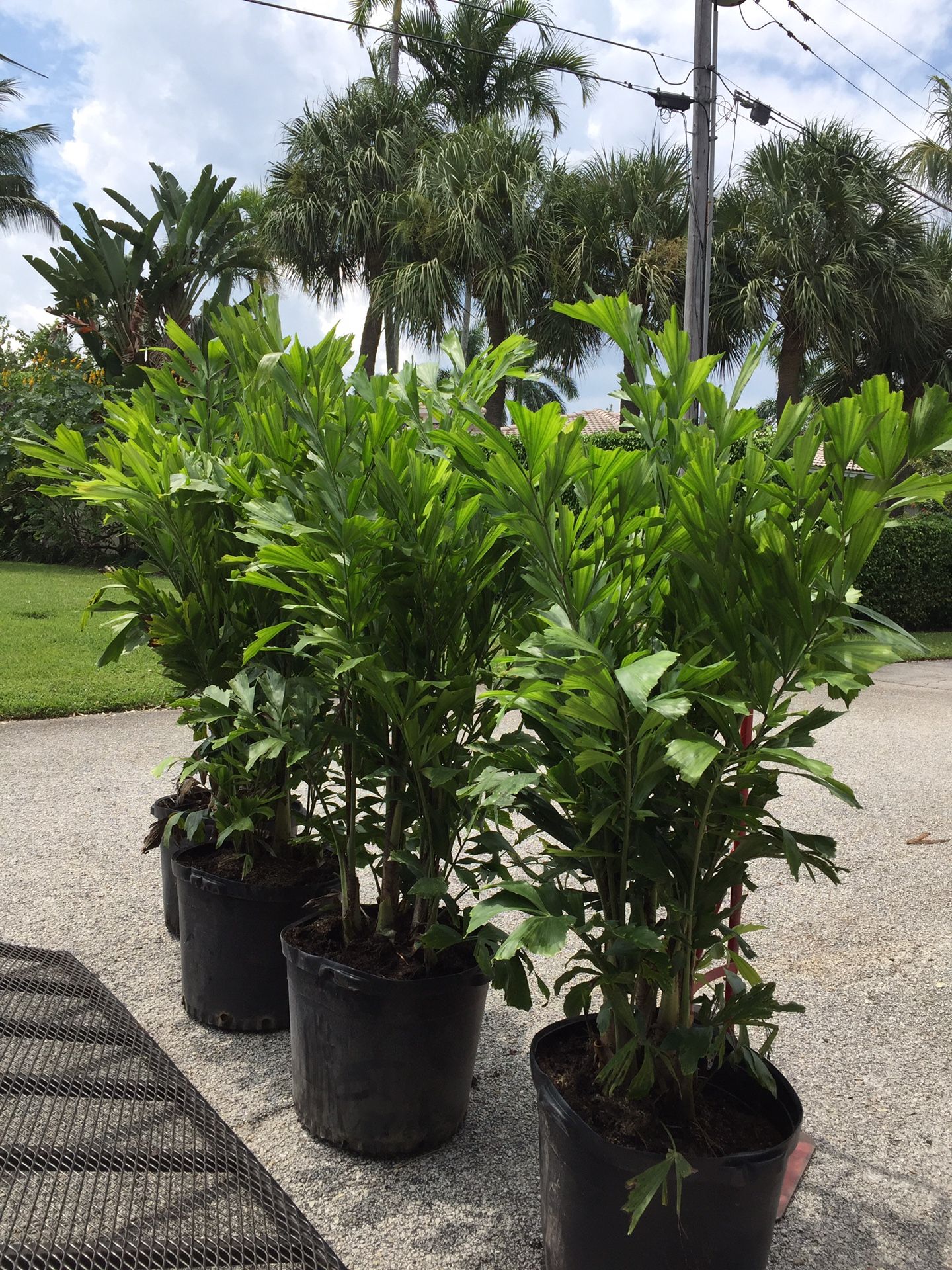Fishtail palms (hedge) privacy for Sale in Weston, FL - OfferUp