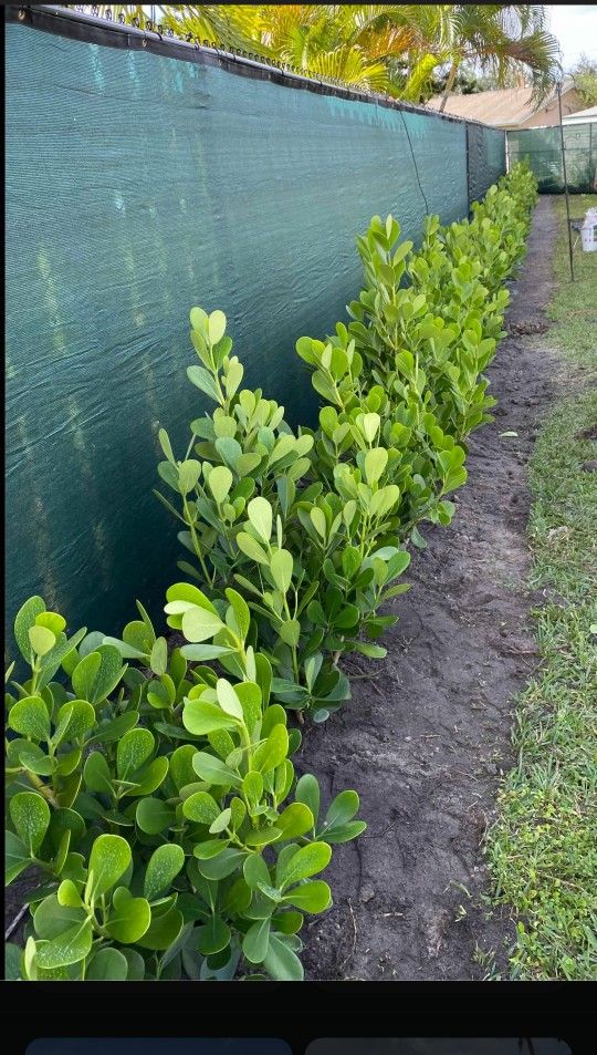 Clusia 7 Gal..33in Tall..$25 Each for Sale in Oakland Park, FL - OfferUp