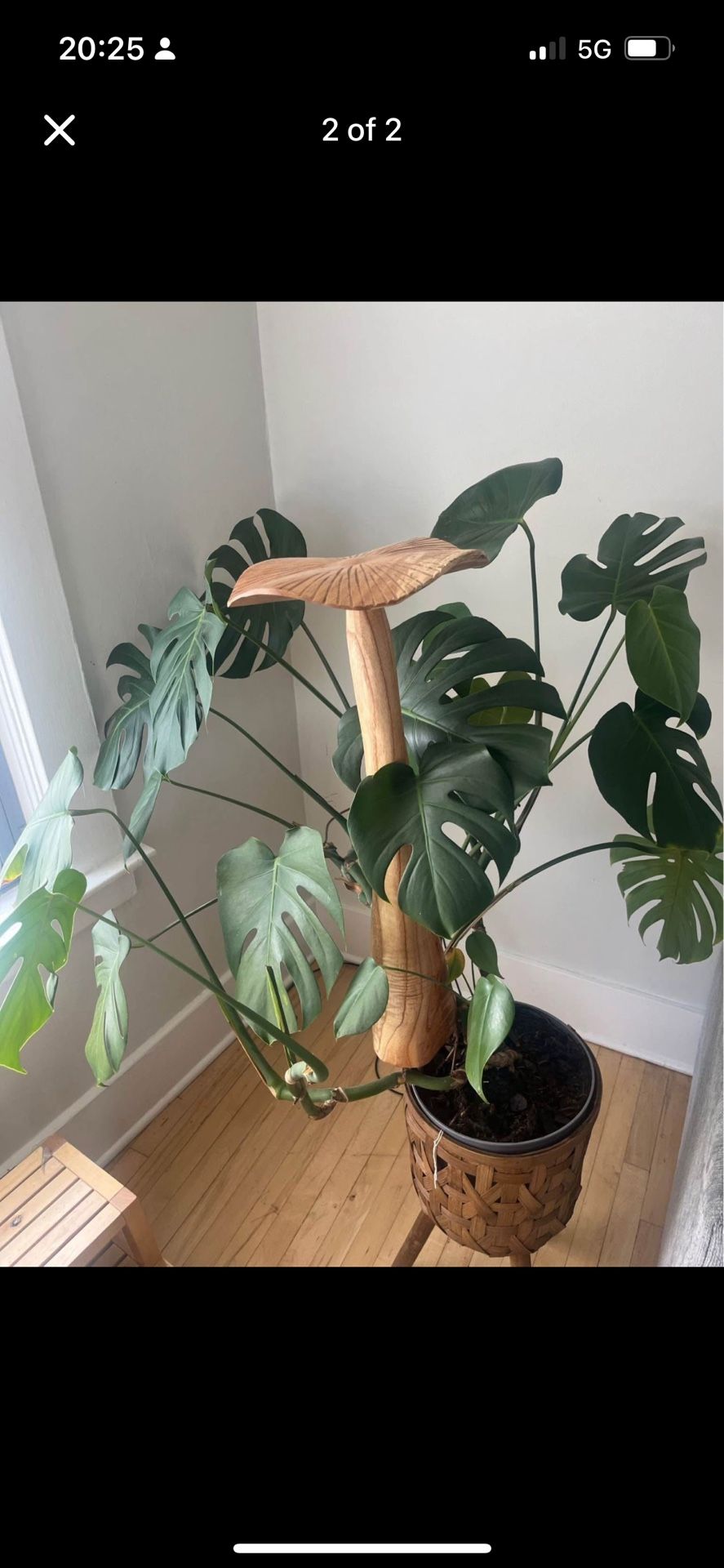 Monstera deliciosa for Sale in Portland, OR - OfferUp