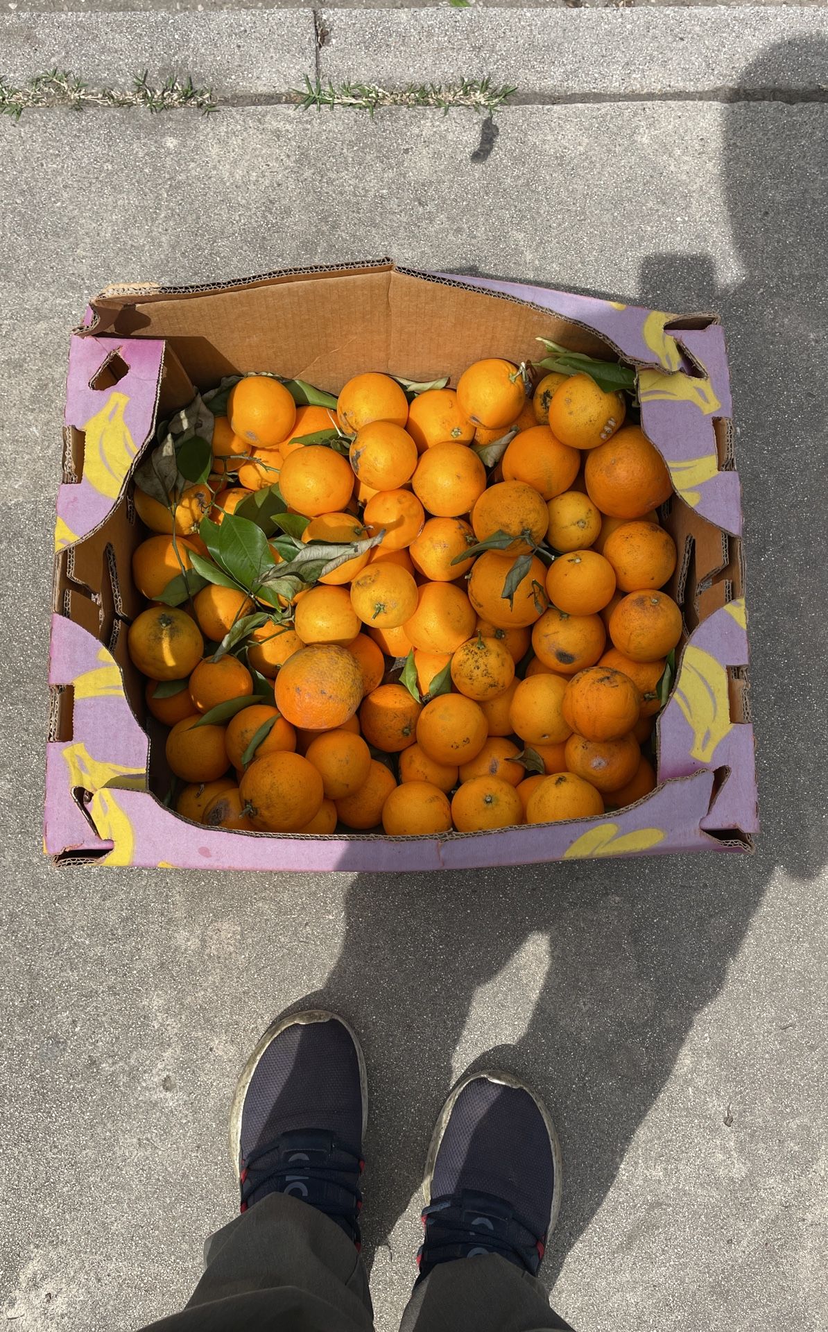 Free Oranges for Sale in Pasadena, CA - OfferUp