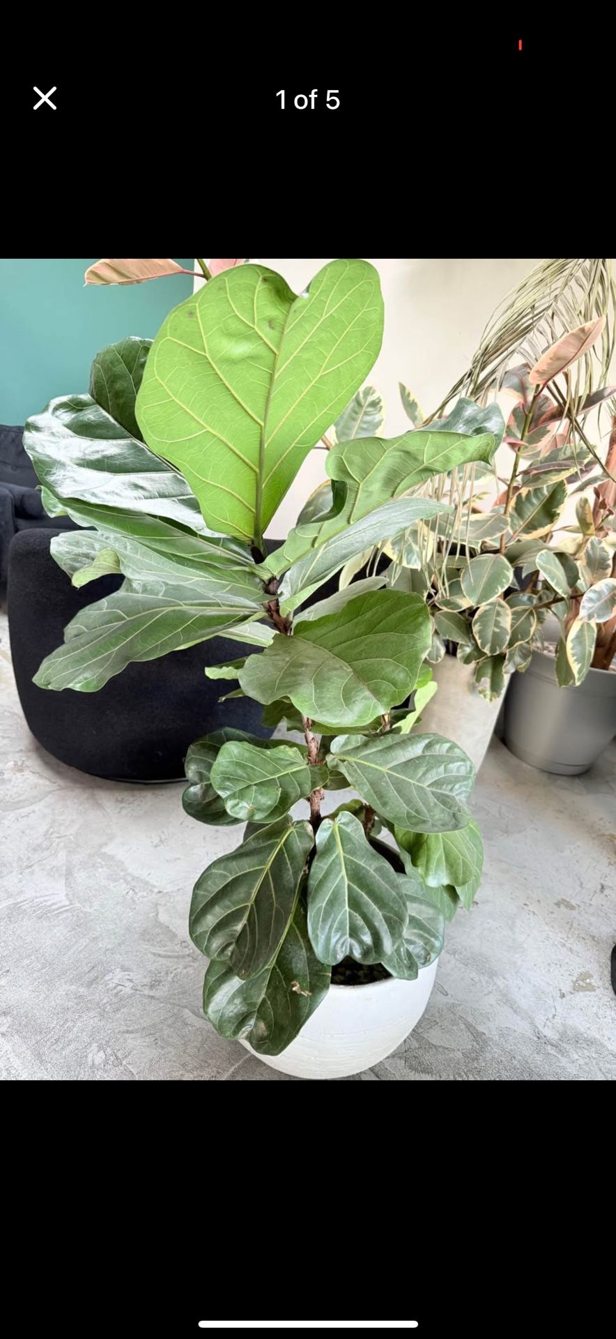 Fiddle Fig - 3.5 Feet for Sale in West Hollywood, CA - OfferUp